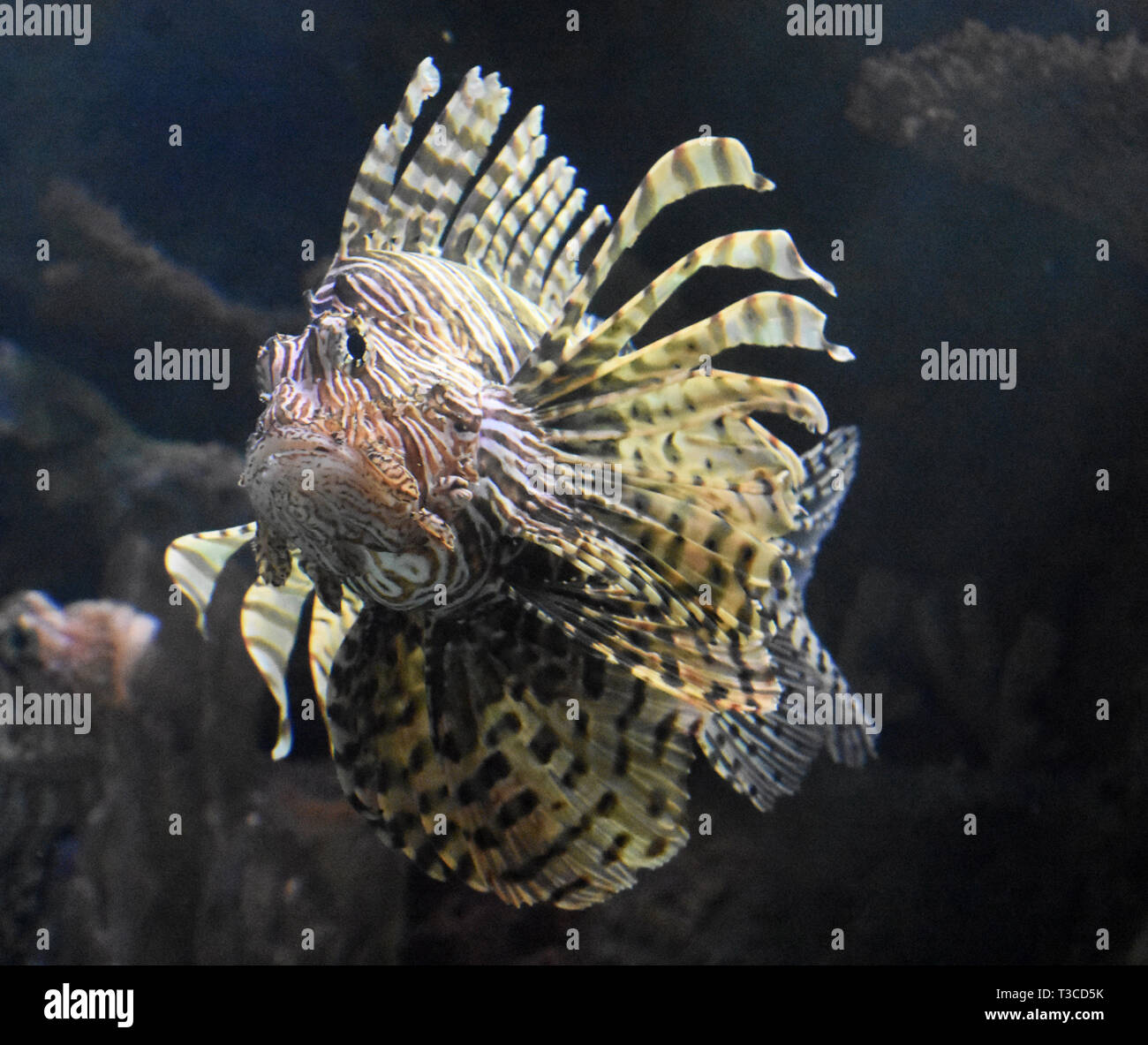 White stripes lionfish hi-res stock photography and images - Alamy