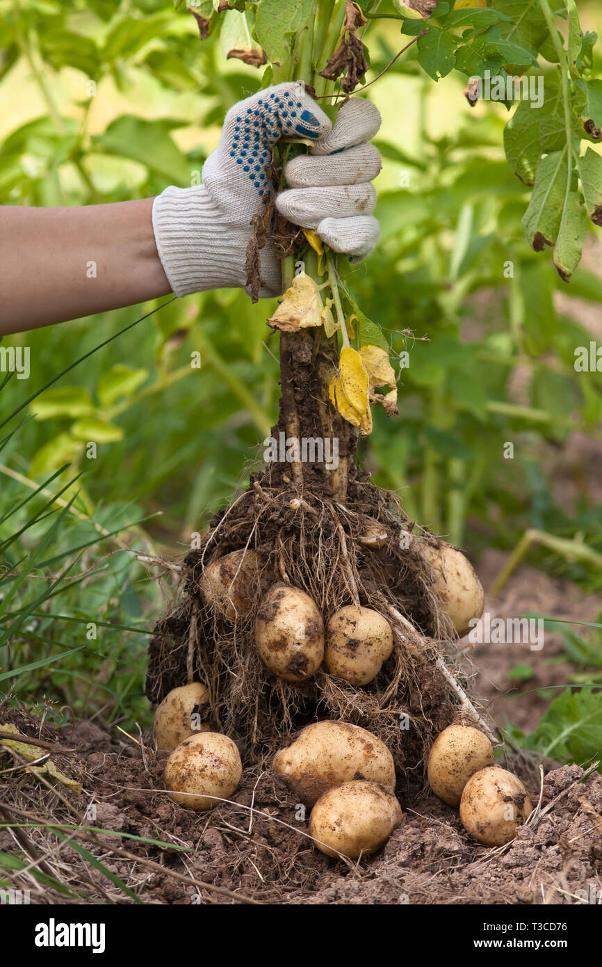 Hand digging hi-res stock photography and images - Alamy