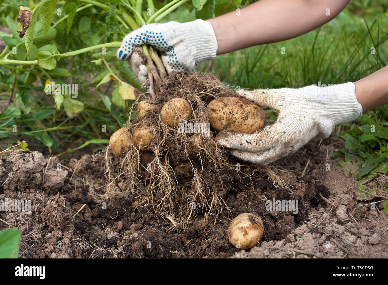 hands of gardener with digging bush potato in the vegetable garden ...