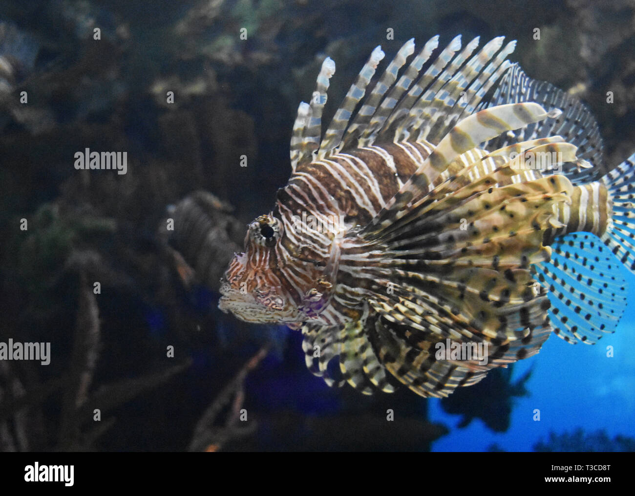 Striped butterfly cod swimming beside a large rock Stock Photo - Alamy