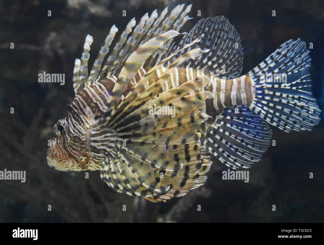 Side view profile of a swimming lionfish in the water Stock Photo - Alamy