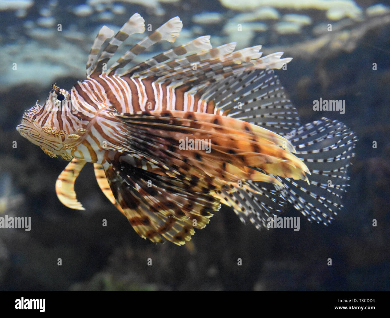 Zebrafish swimming in deep ocean waters Stock Photo - Alamy