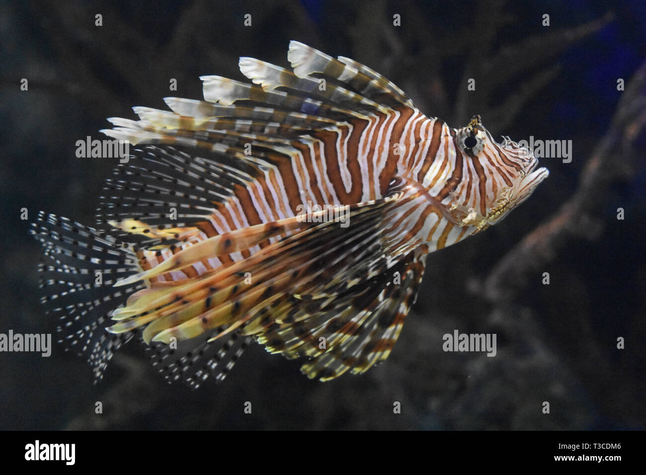 Turkeyfish swimming in the ocean beside a large rock Stock Photo - Alamy