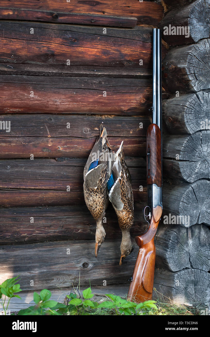 hunting trophy - two ducks hanging on the wooden wall and shotgun Stock ...