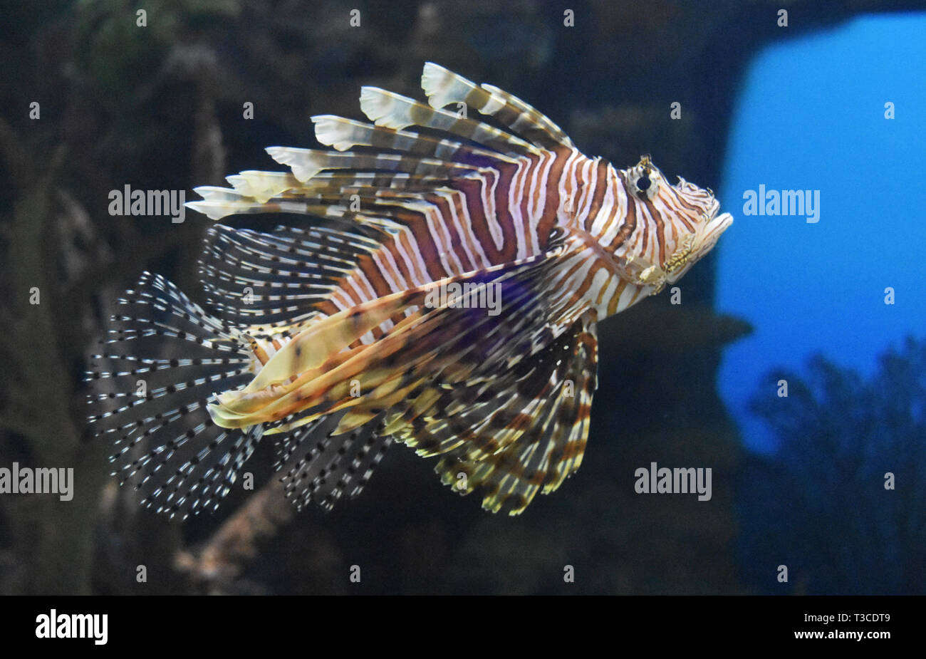 Lionfish swimming beside rocks in the deep blue sea Stock Photo - Alamy