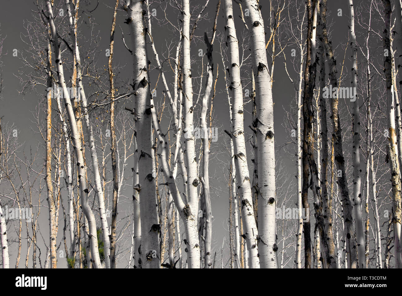 Group of Silver Birch tree trunks in a wooded area Stock Photo - Alamy