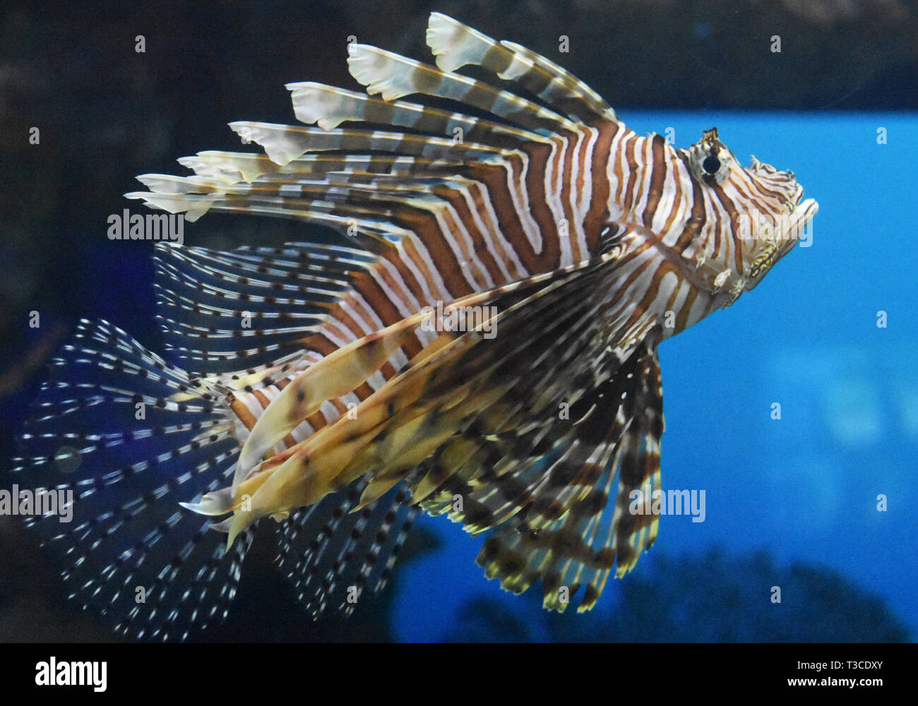 Gliding zebrafish swimming towards blue waters Stock Photo - Alamy