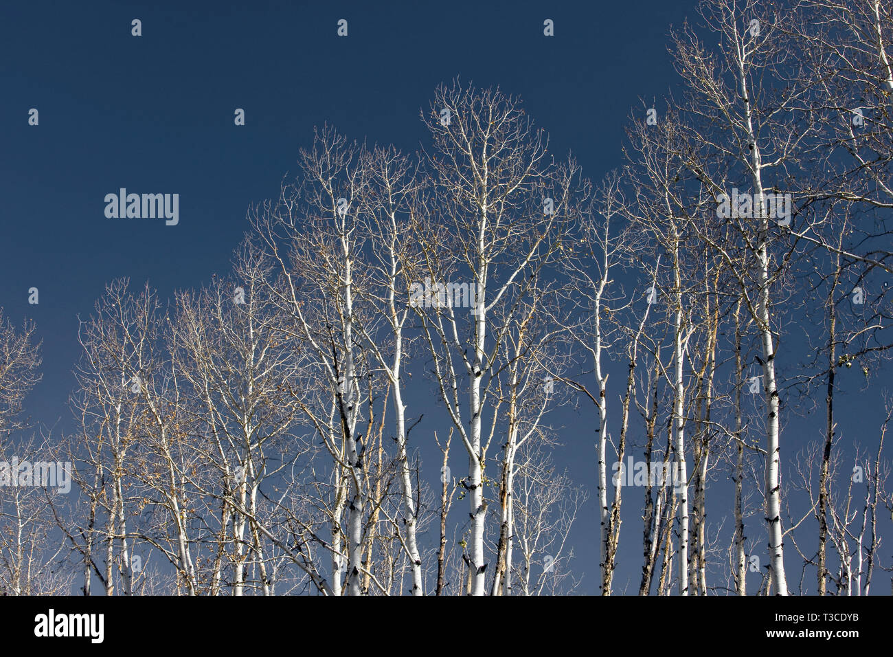 Rows of silver birch hi-res stock photography and images - Alamy