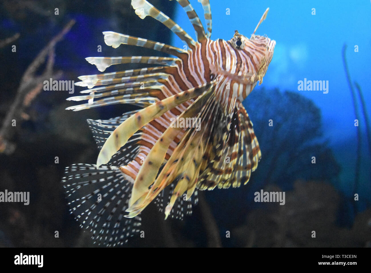 Fantastic capture of a zebrafish swimming in the ocean Stock Photo - Alamy