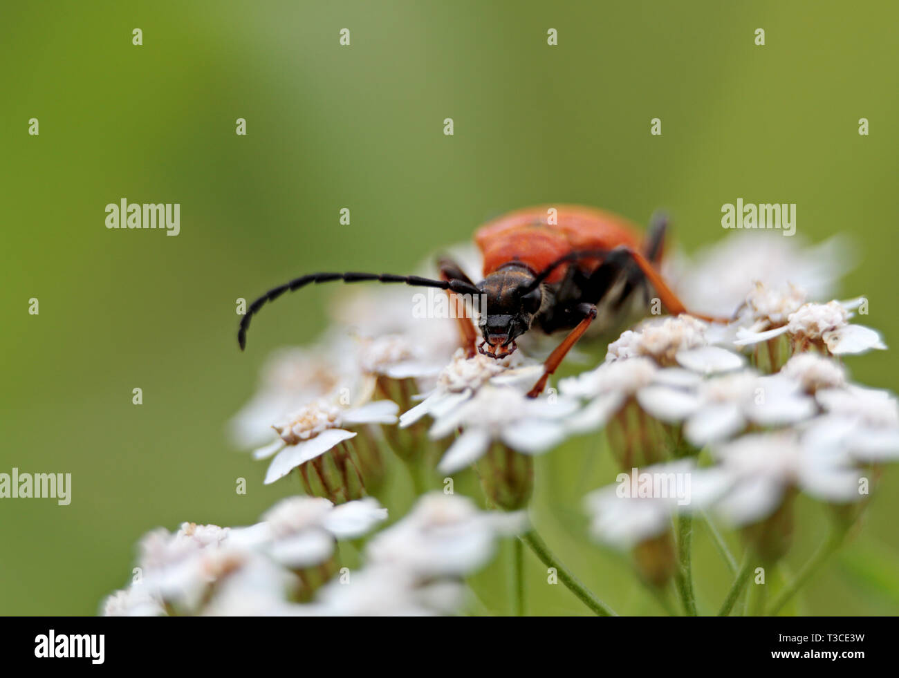 Achillea millefolium orange hi-res stock photography and images - Alamy