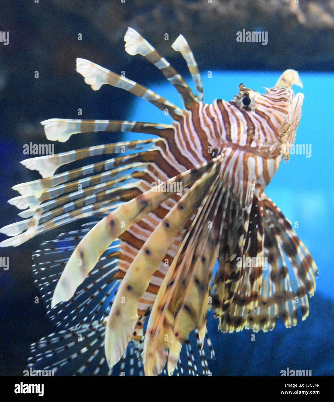 Great striped turkeyfish swimming around underwater Stock Photo - Alamy