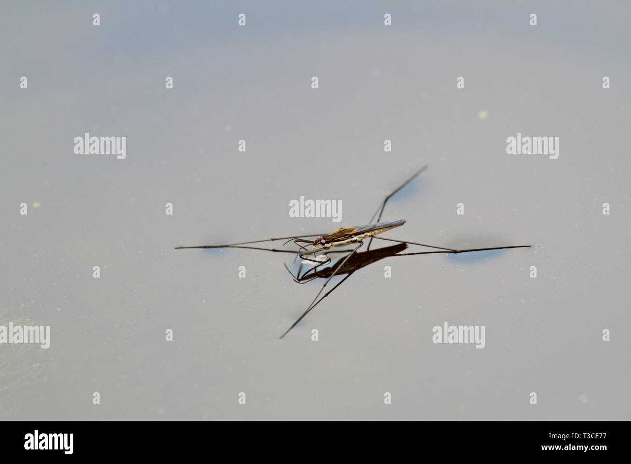 Water bug surface tension of water hi-res stock photography and images ...