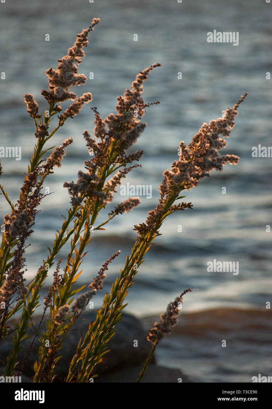 Sea oats (Uniola paniculata) grow at the old state docks in Bayou La ...