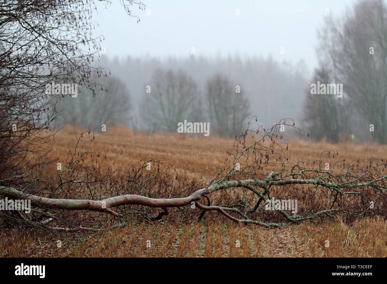 Autumnal gloomy landscape with brownish colours. Fog lies over the ...