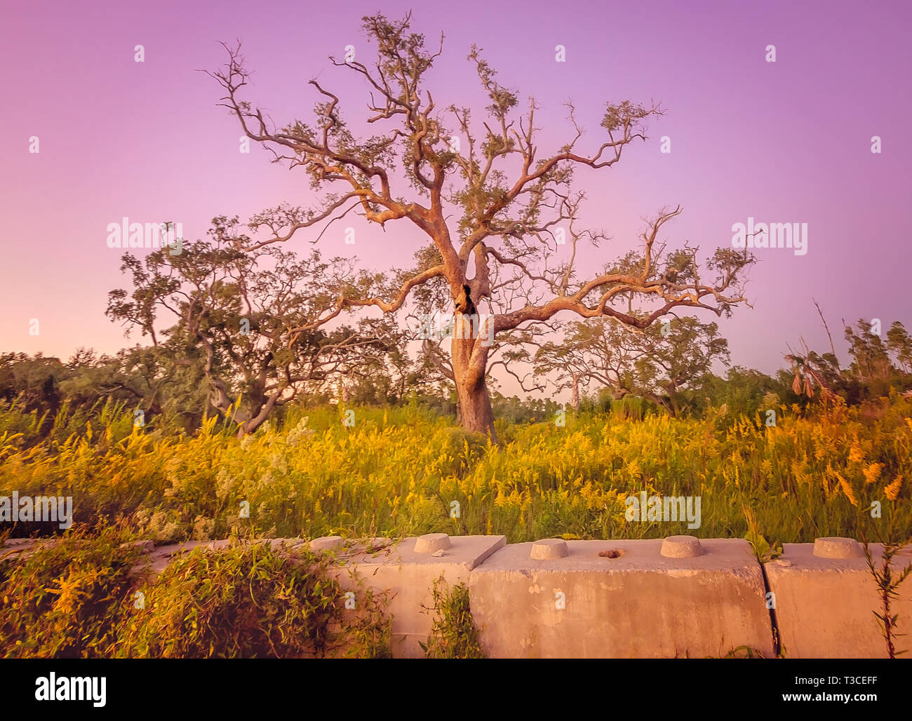 A live oak tree, battered from Hurricane Katrina, stands on a vacant ...