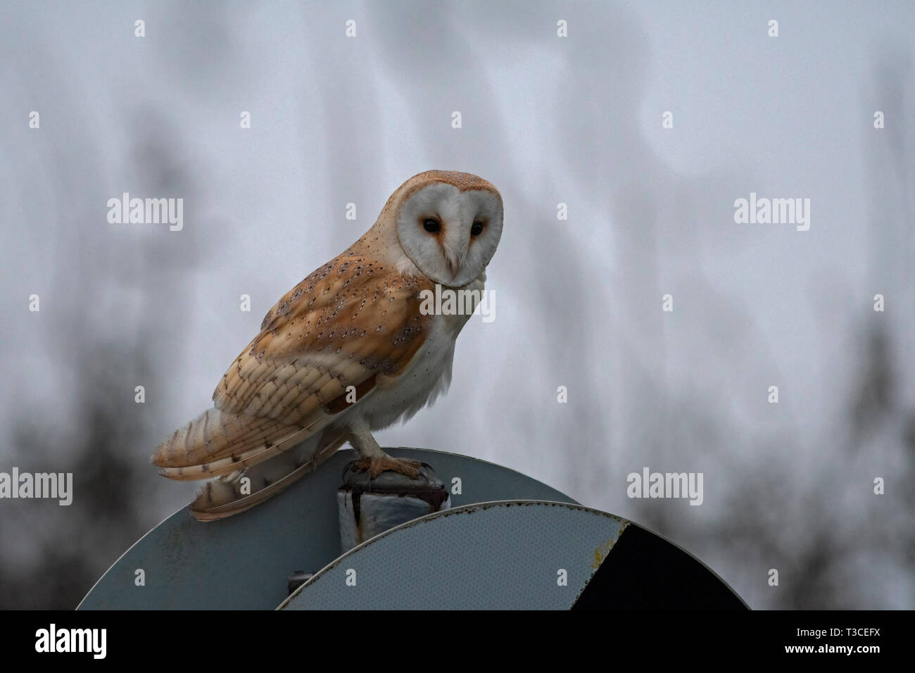 Barn owl tyto alba road hi-res stock photography and images - Alamy