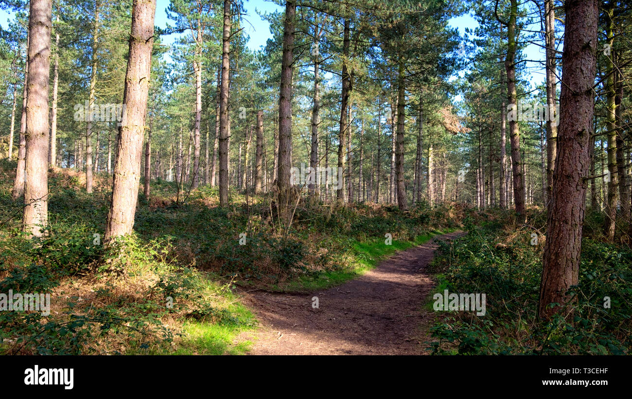 Haughmond hill hi-res stock photography and images - Alamy