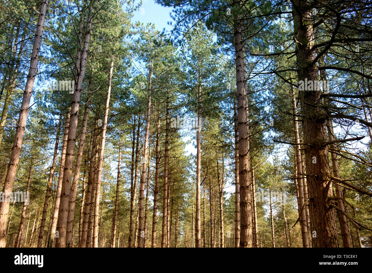 Haughmond hill hi-res stock photography and images - Alamy