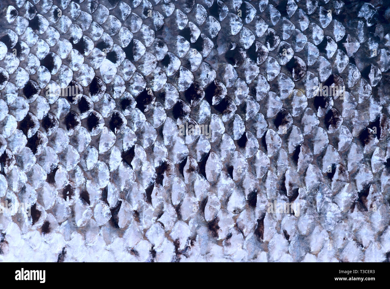 Salmon scales macro hi-res stock photography and images - Alamy