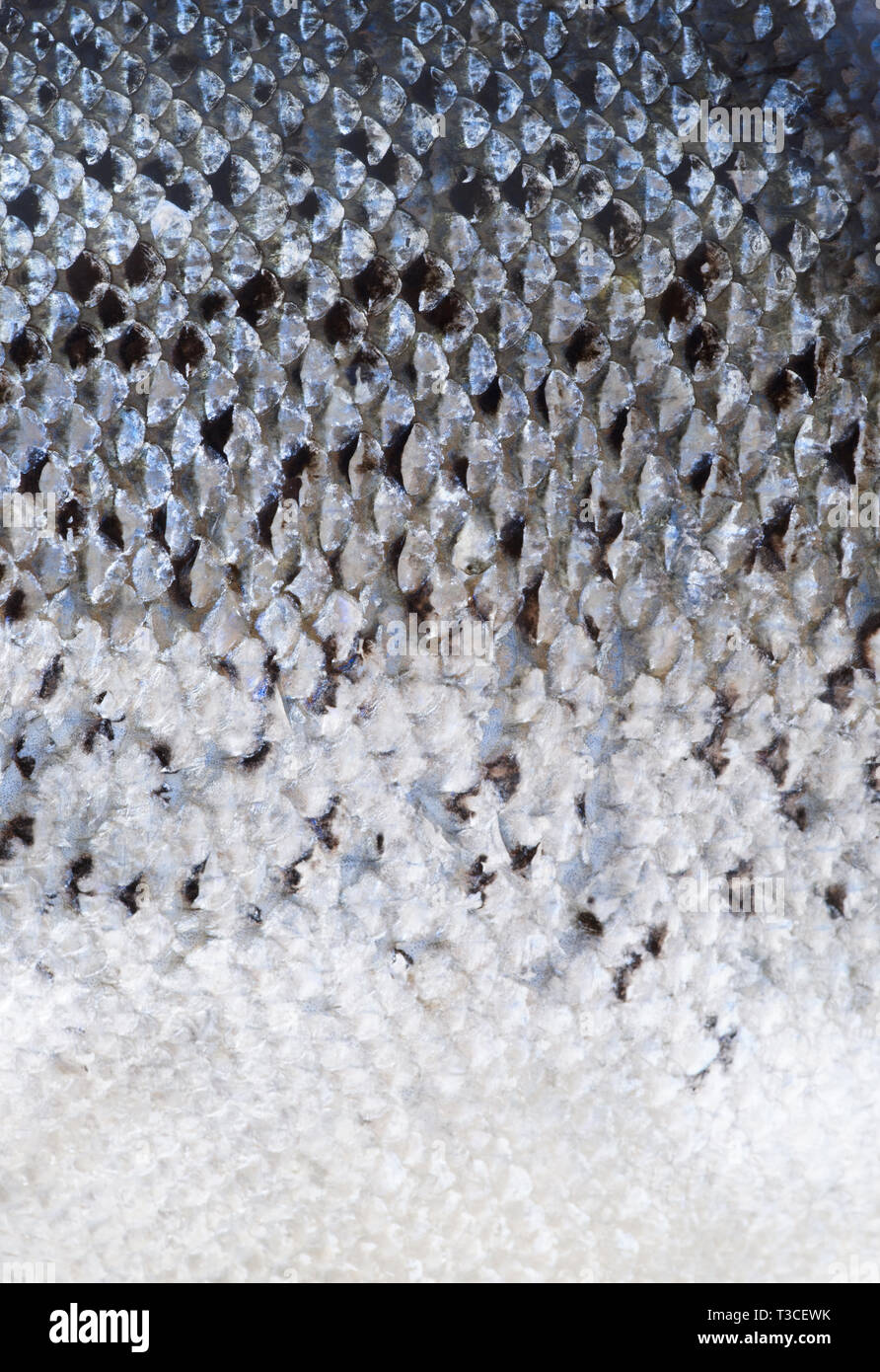 Fish scales texture hi-res stock photography and images - Alamy
