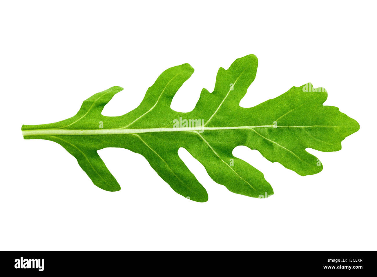 One leaf of arugula on a white background isolated. clipping path Stock ...