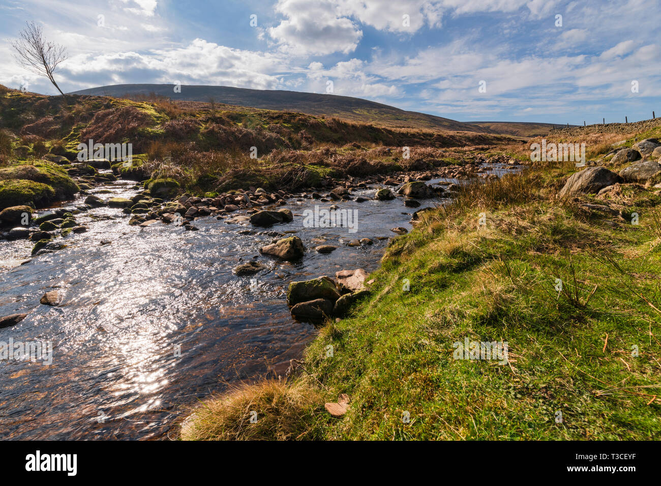 Juvenile river hodder hi-res stock photography and images - Alamy