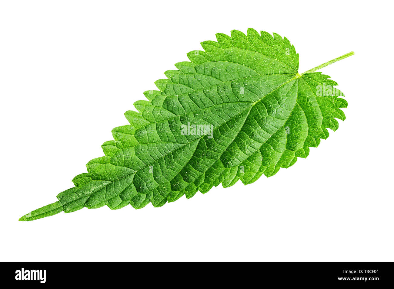 nettle leaf isolated on white background. the texture of the leaf is ...