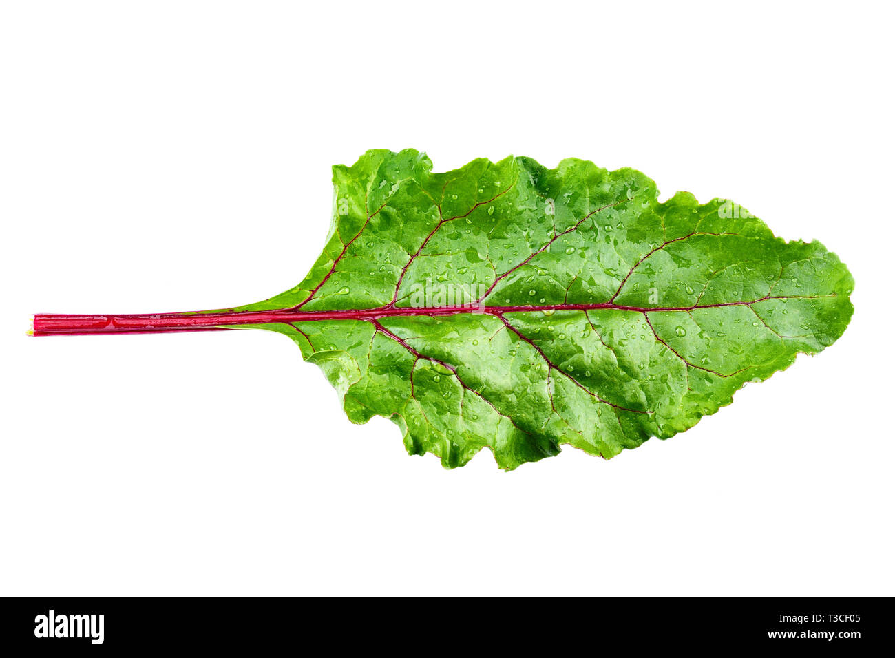 fresh beet leaf isolated on white background. clipping path Stock Photo ...