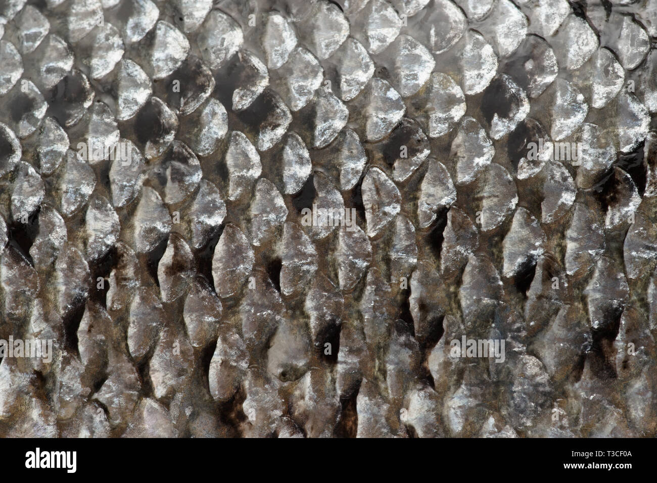 Salmon scales macro shot Stock Photo - Alamy