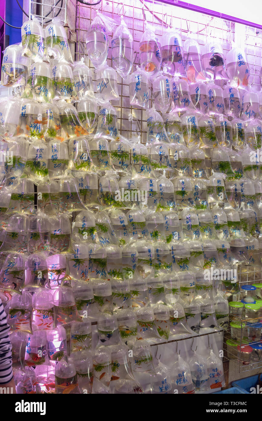 Various fish in bags at pet shop hong kong hi-res stock photography and ...