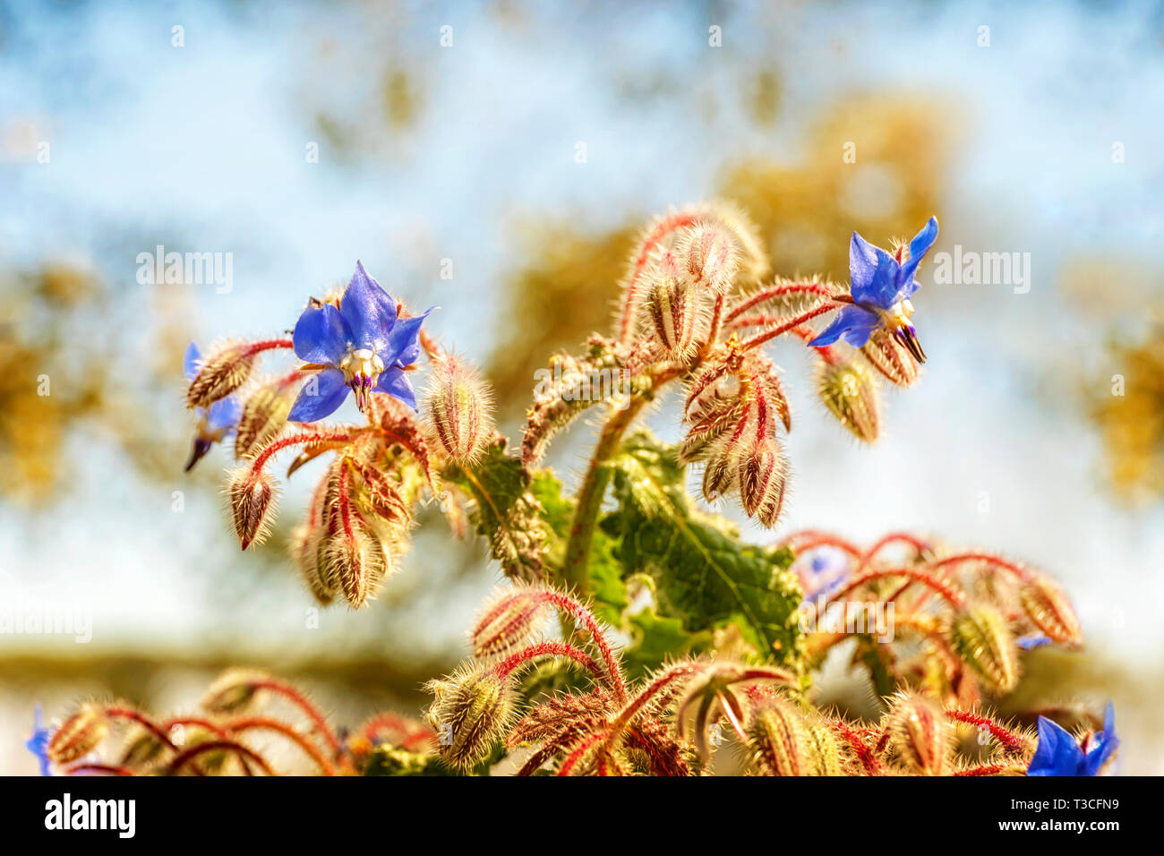 Beautiful blue borage flowers and buds still to hatch from the borage ...