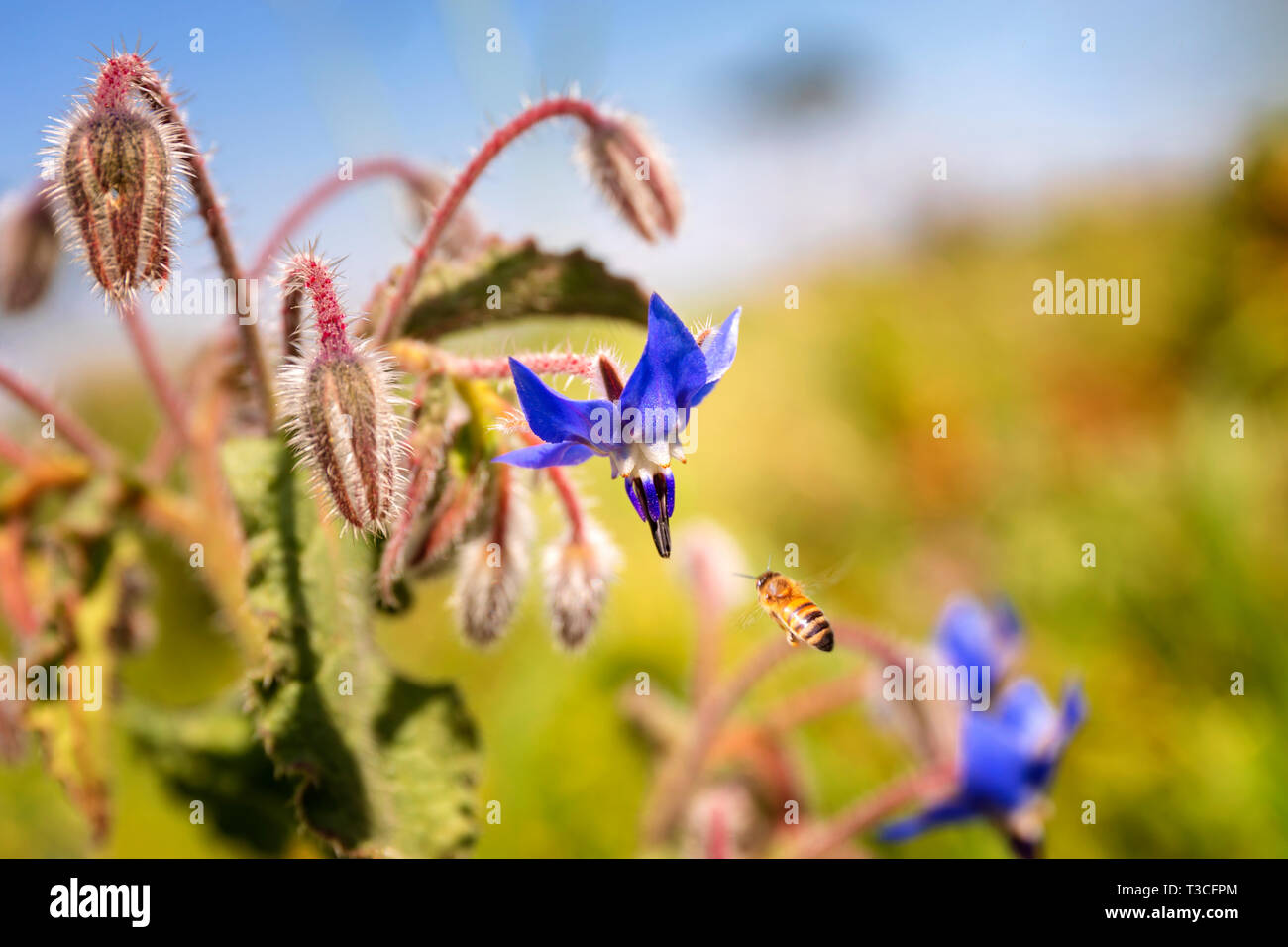 Bee flies on a borage flower. Beautiful blue flower of borage and buds ...