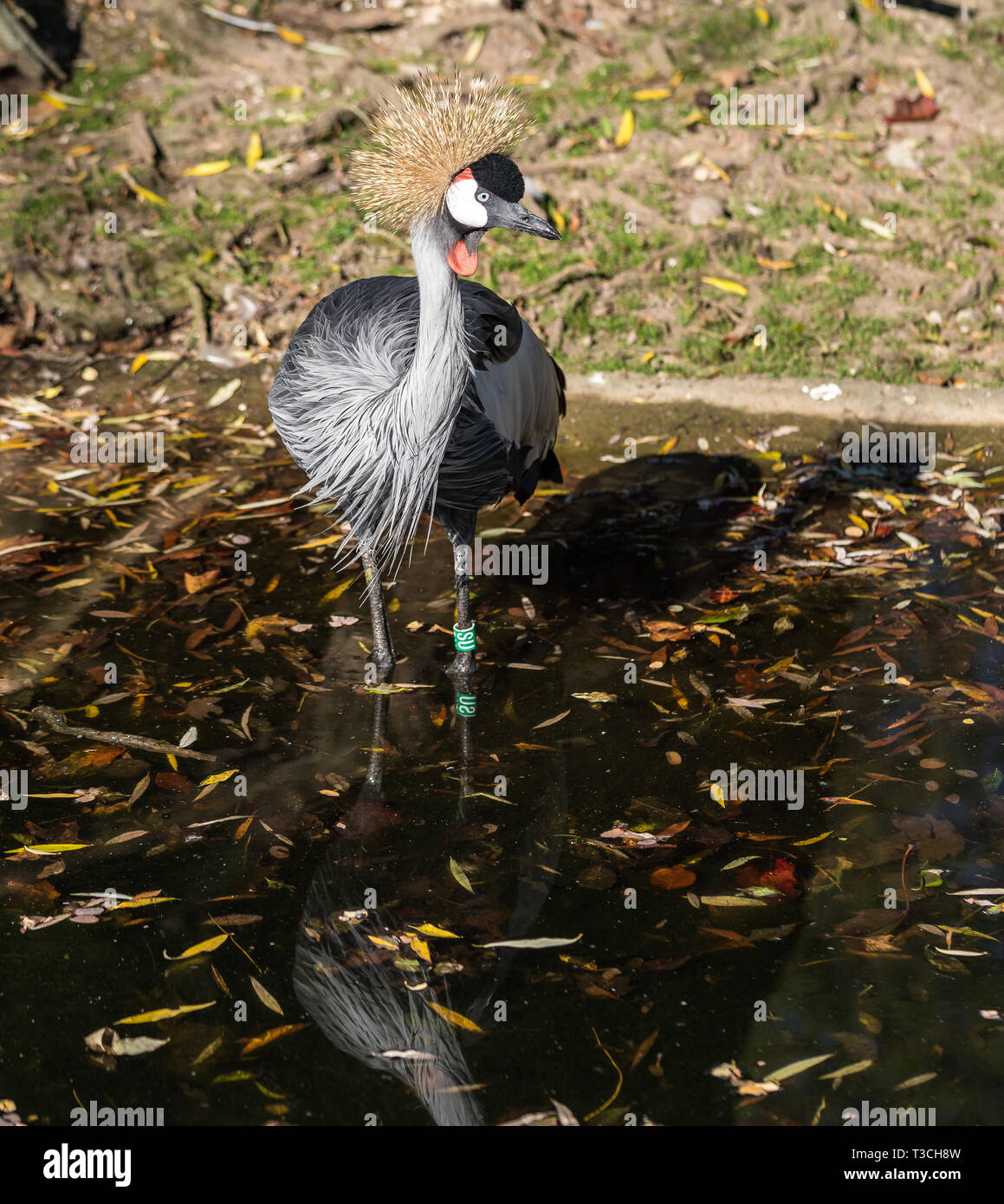 Black Crowned Crane, Balearica pavonina in the zoo Stock Photo - Alamy