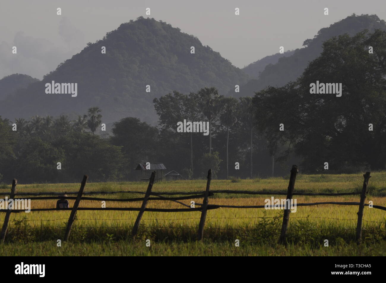 Paludal hi-res stock photography and images - Alamy