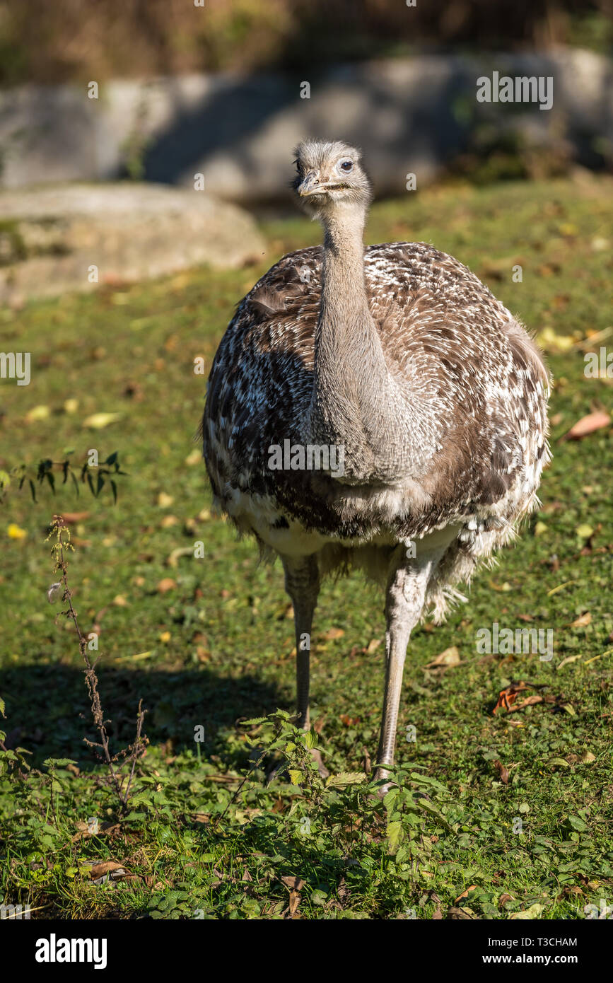 Darwin's rhea, Rhea pennata also known as the lesser rhea Stock Photo - Alamy