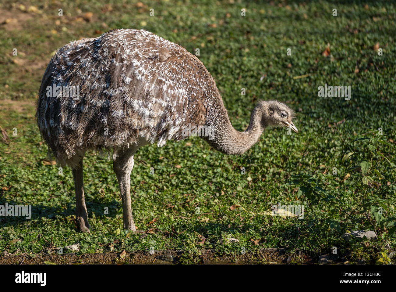 Darwin's rhea, Rhea pennata also known as the lesser rhea Stock Photo - Alamy