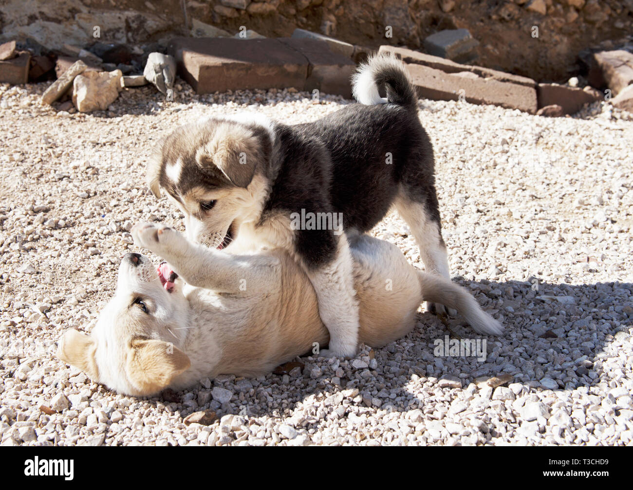Cute dogs playing in the garden, happy pets playing outdoors on sunny ...