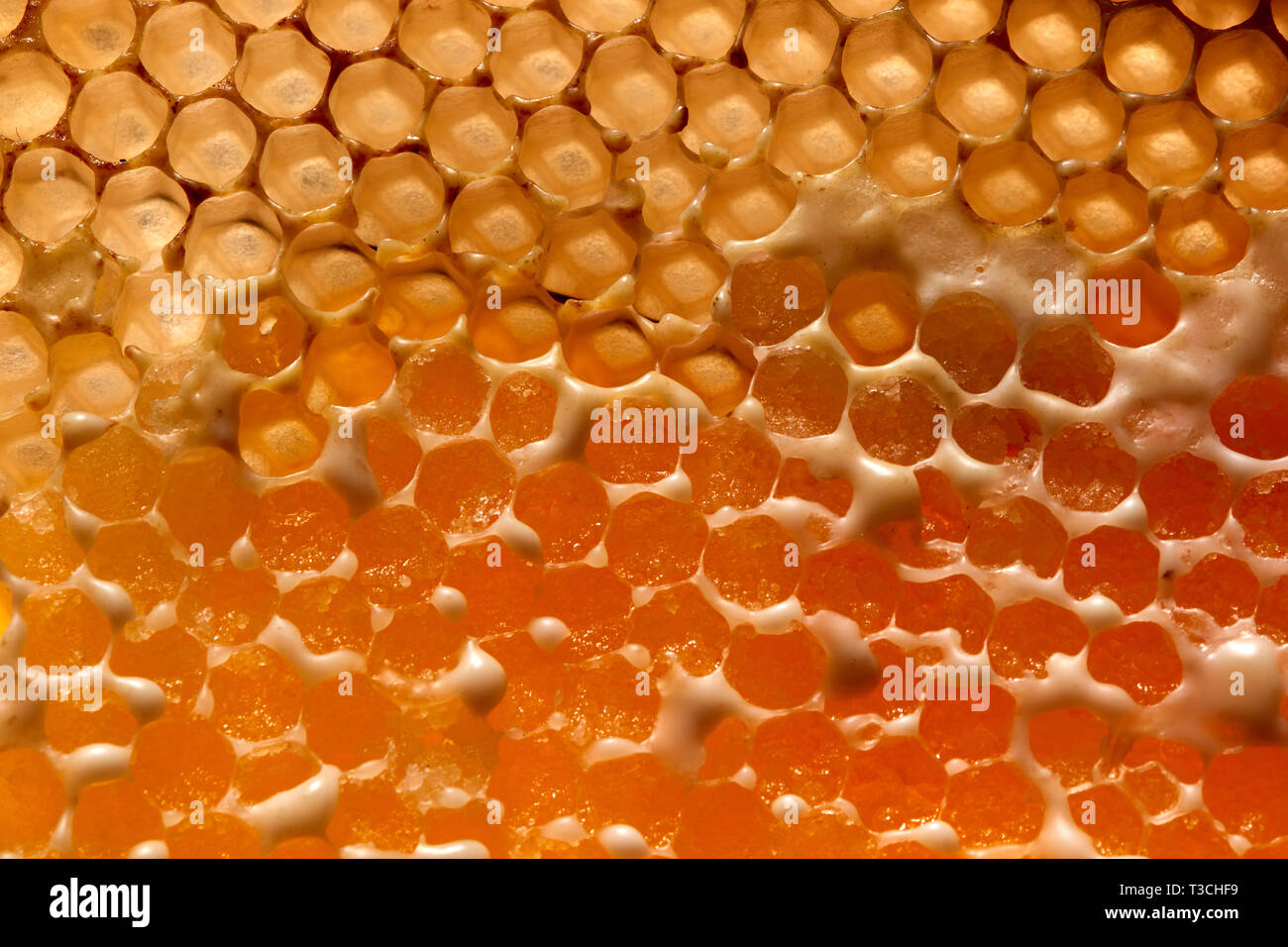 Honeycomb layout hi-res stock photography and images - Alamy