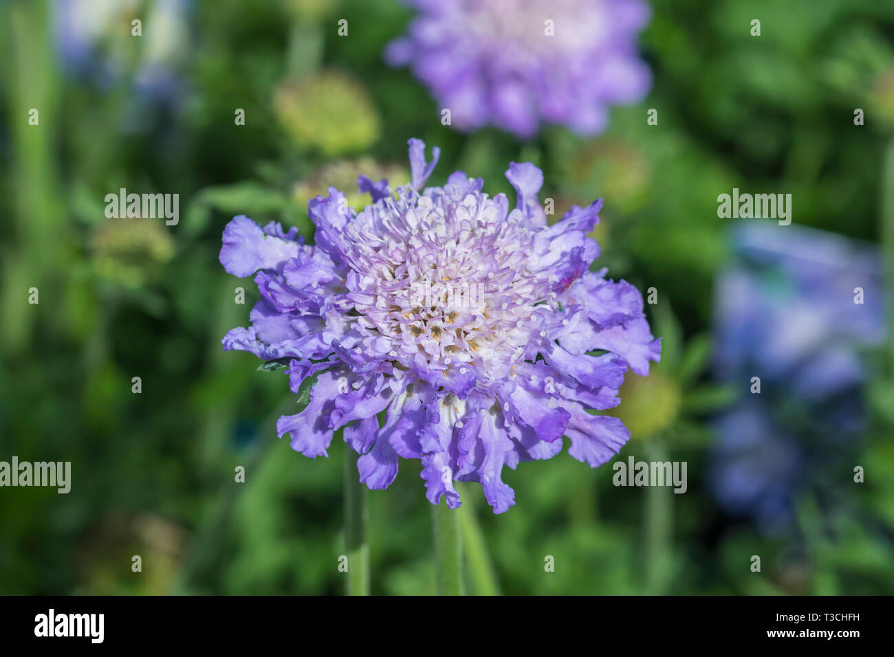 Single blue flower from a Scabious 'Butterfly Blue' (Walberton's ...