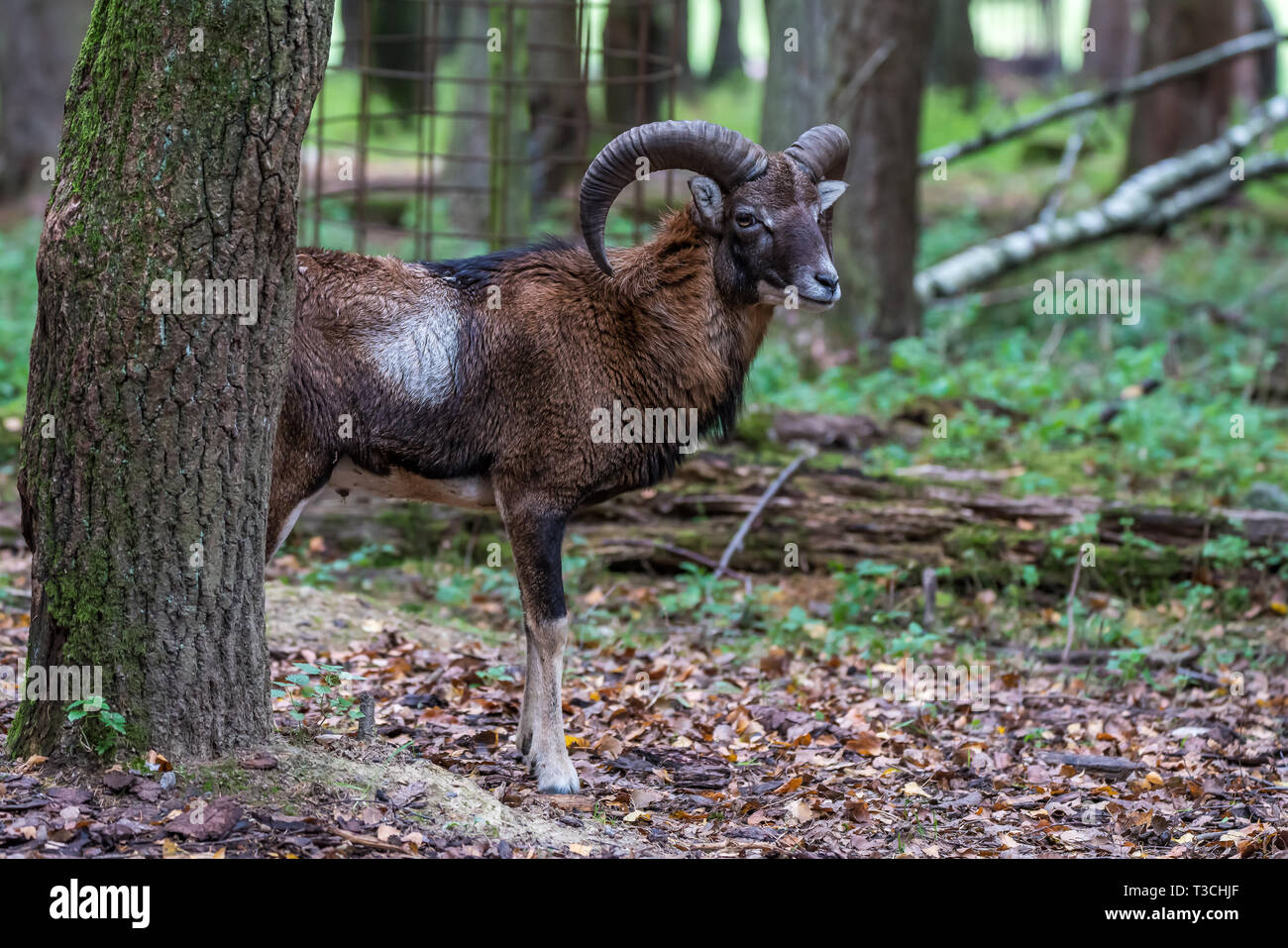 European mouflon, Ovis orientalis musimon. Wildlife animal Stock Photo ...