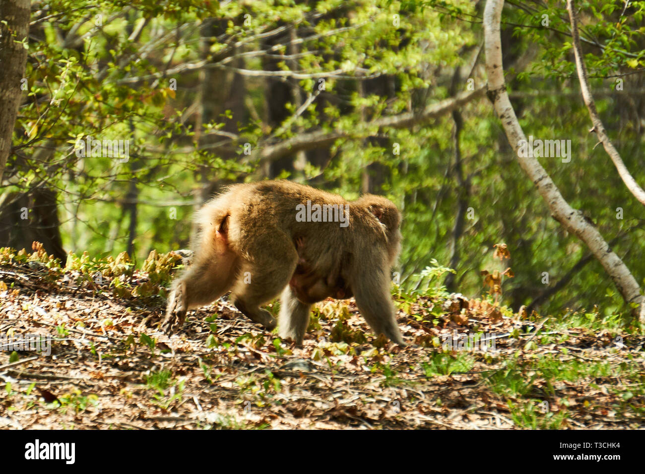 Run forest monkey hi-res stock photography and images - Alamy