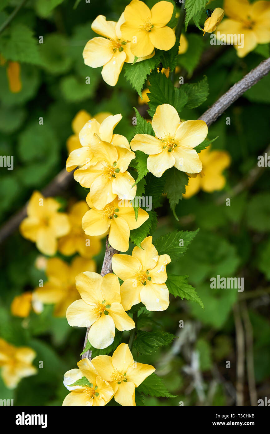 Kerria japonica japan hi-res stock photography and images - Alamy