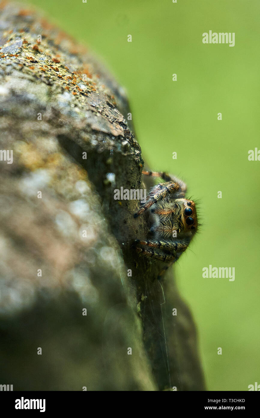 Jumping spider (Salticidae family) on a concrete fence post in a park ...