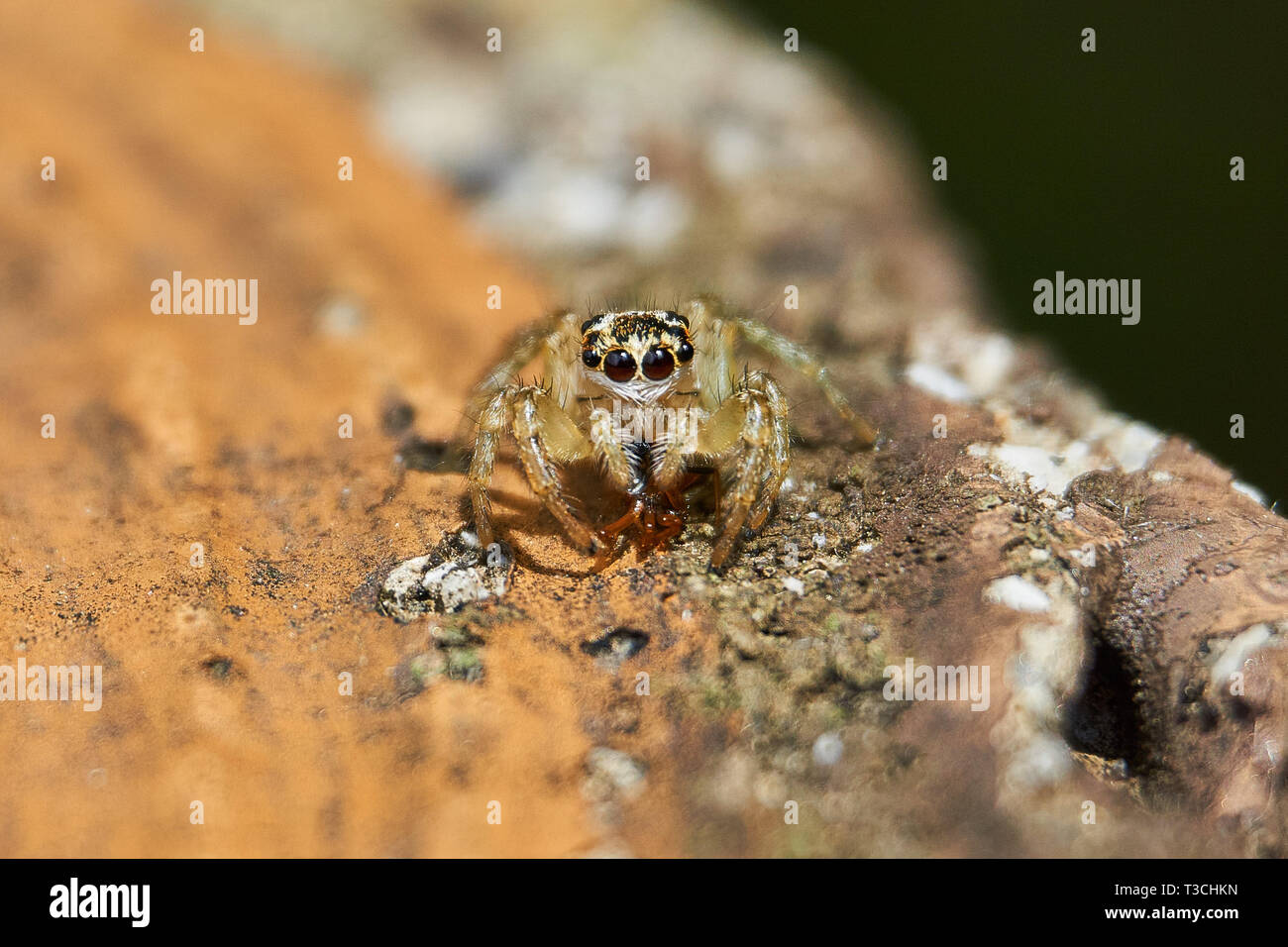 Jumping spider (Salticidae family) on a concrete fence post in a park ...