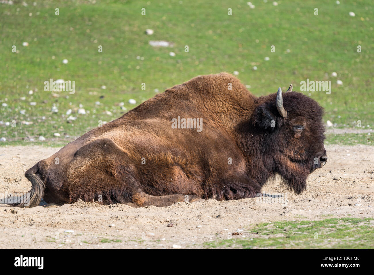 American buffalo known as bison, Bos bison in the zoo Stock Photo - Alamy