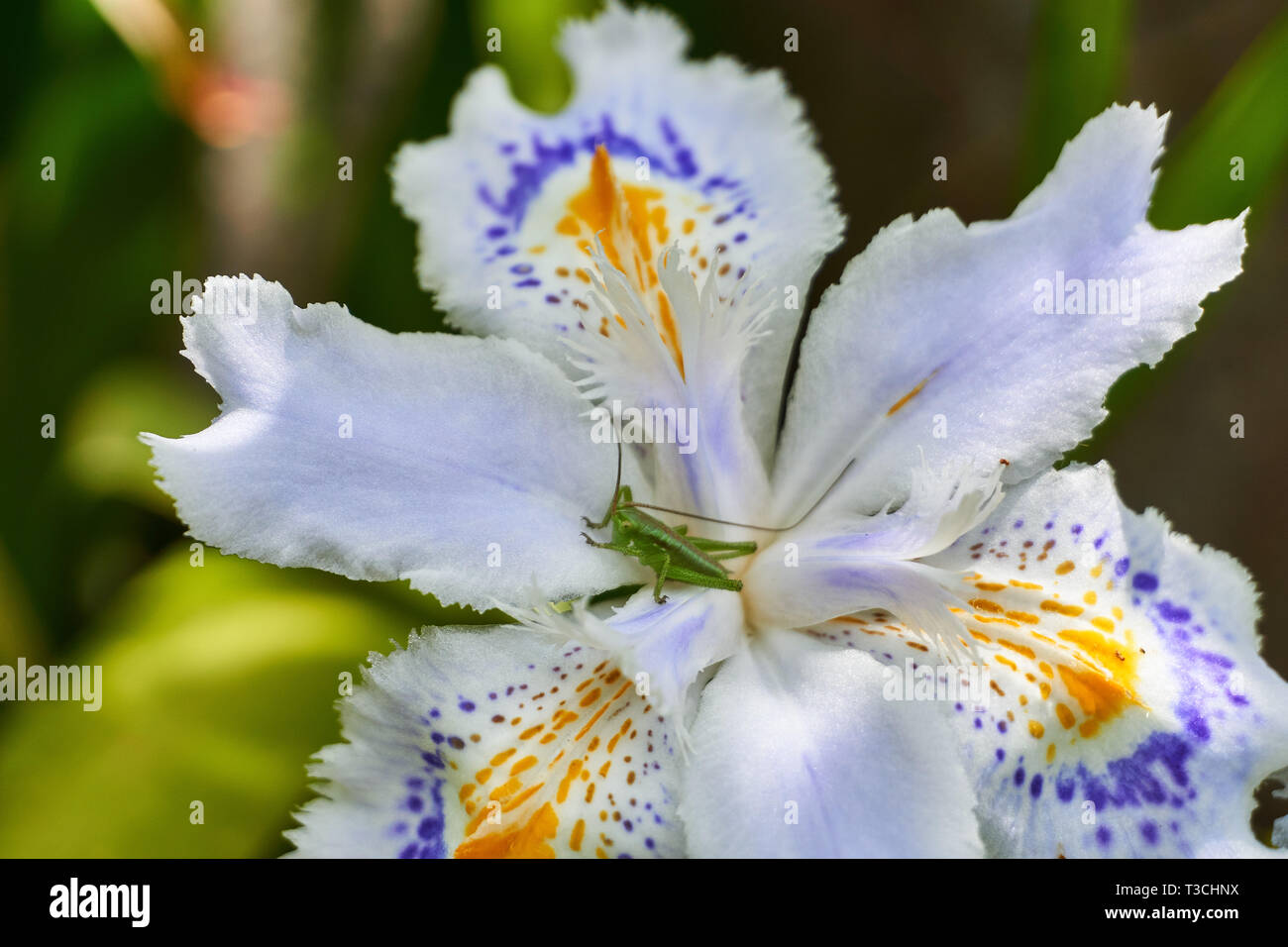 Iris japonica thunb hi-res stock photography and images - Alamy