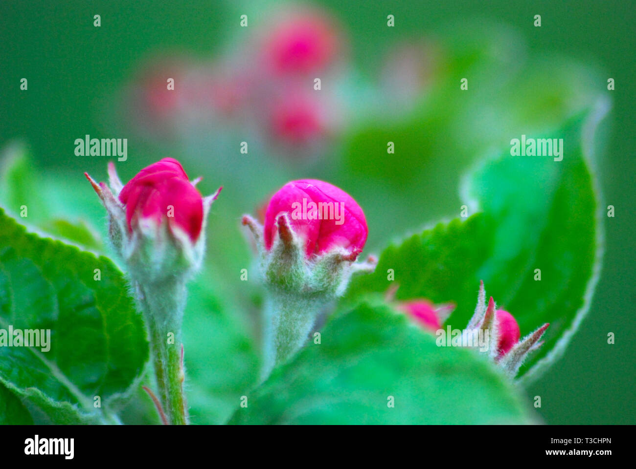 blossoming apple tree in spring Stock Photo - Alamy