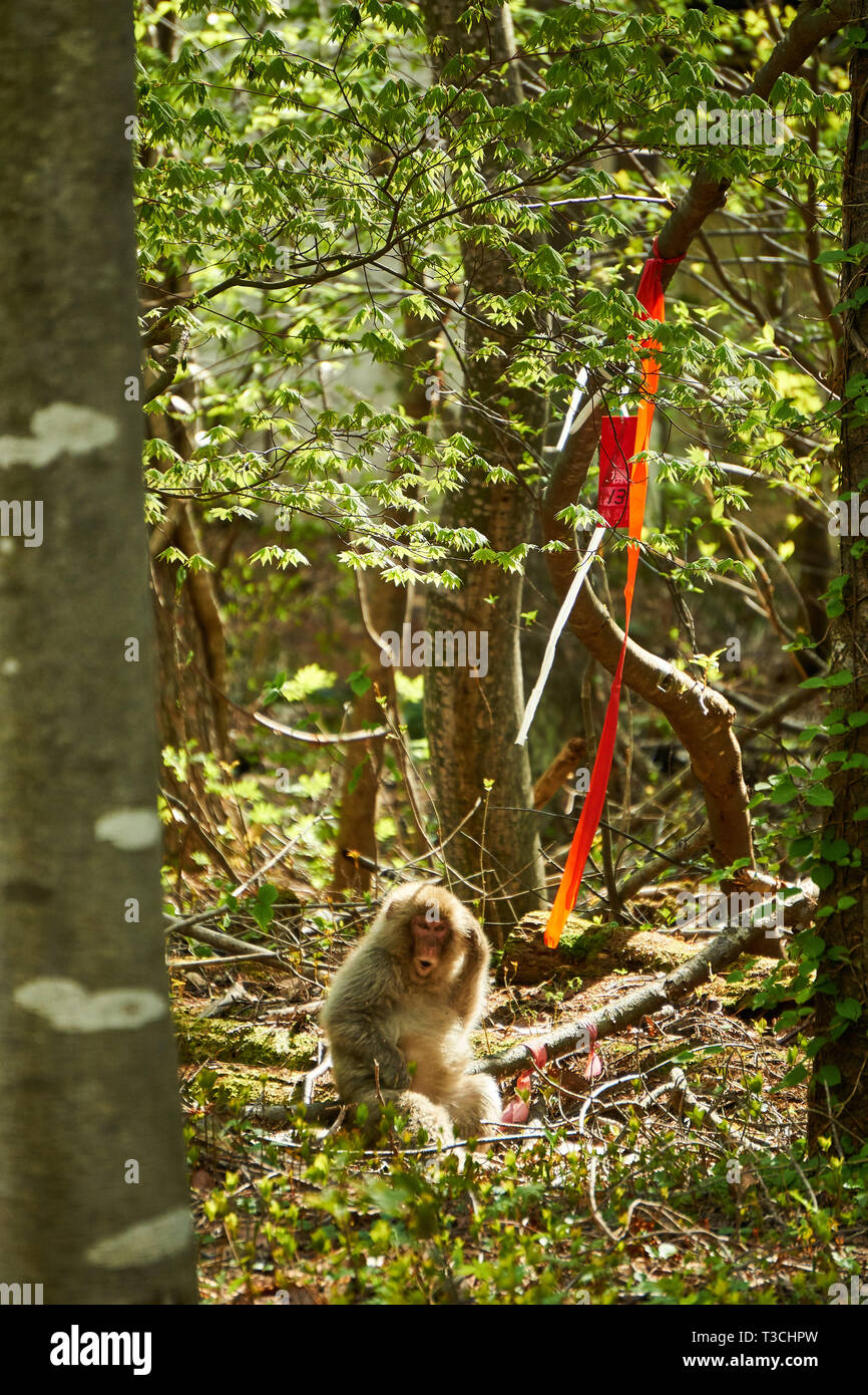 Monkey Scratching Head High Resolution Stock Photography and Images - Alamy