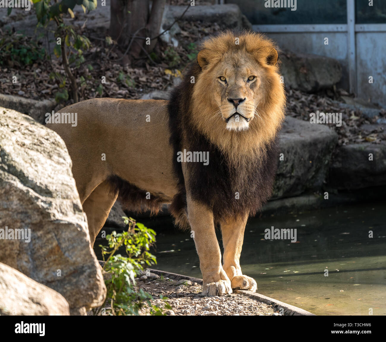 The lion, Panthera leo is one of the four big cats in the genus ...