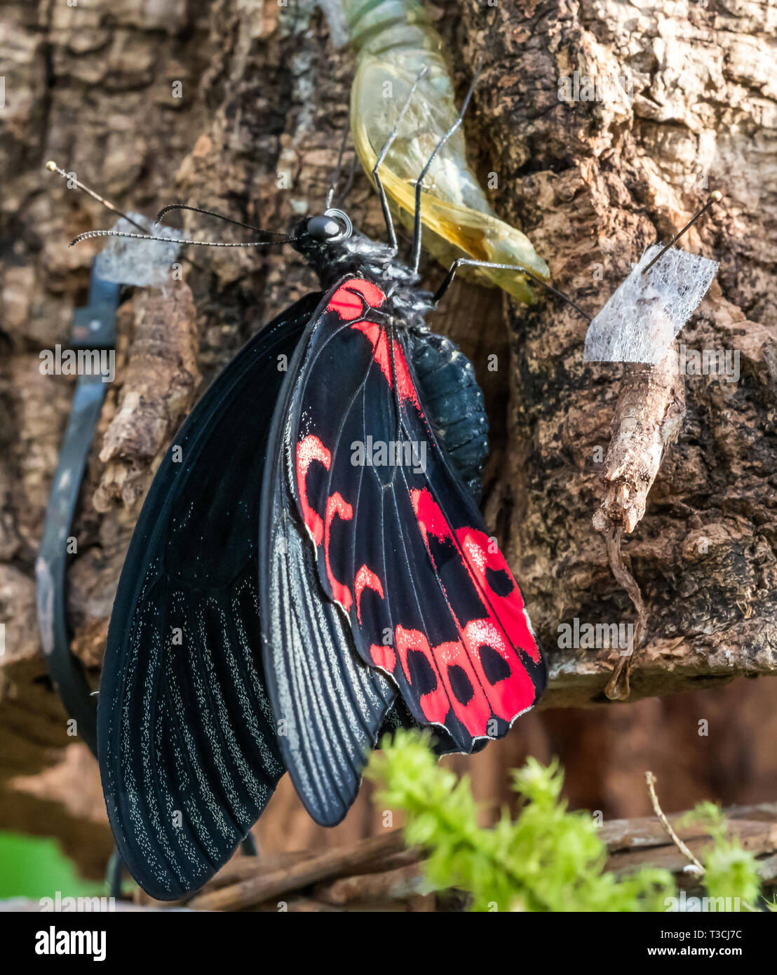 Papilio rumanzovia, the scarlet Mormon or red Mormon, butterfly Stock ...